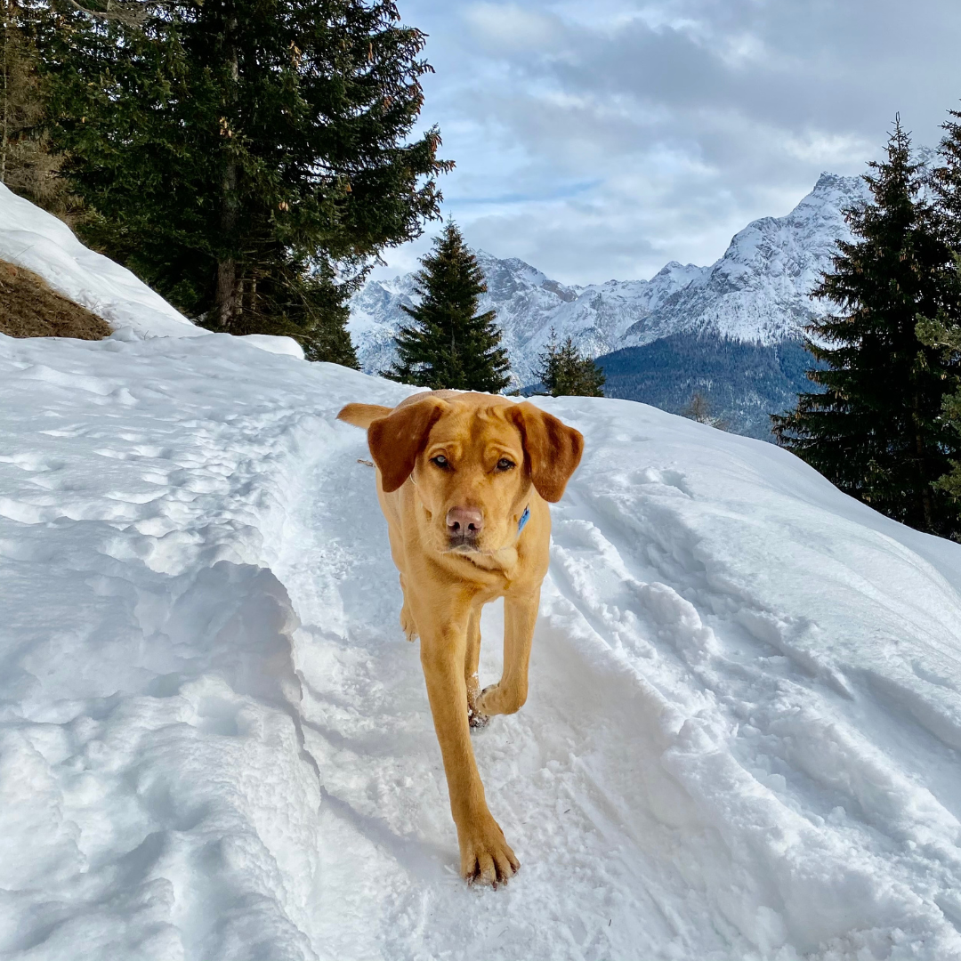 Winter Dog Walking Temperature Guide by Breed Size [2025 Update] – Tailr