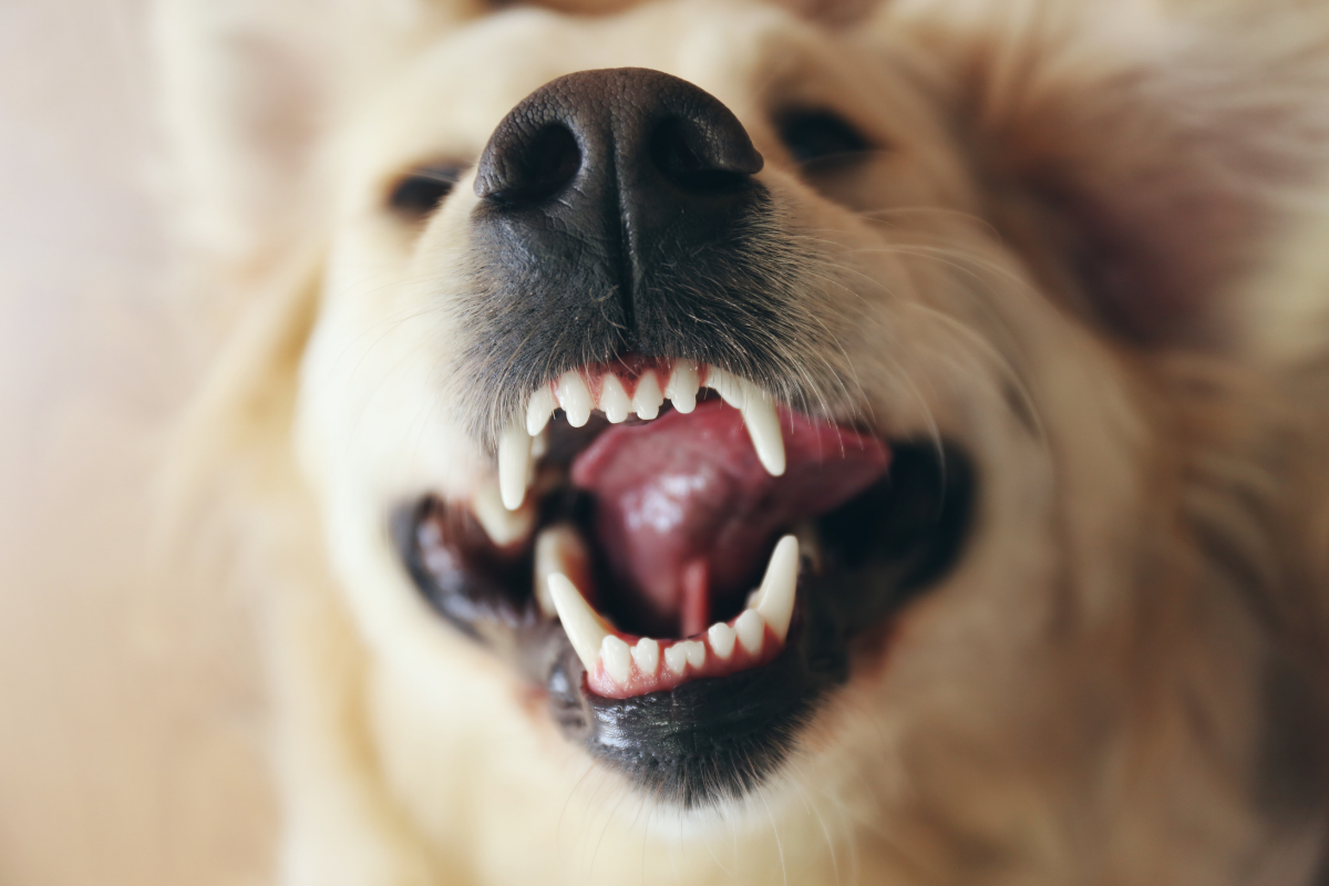 Pet Dental Care 101: Everything Pet Parents Need to Know – Tailr