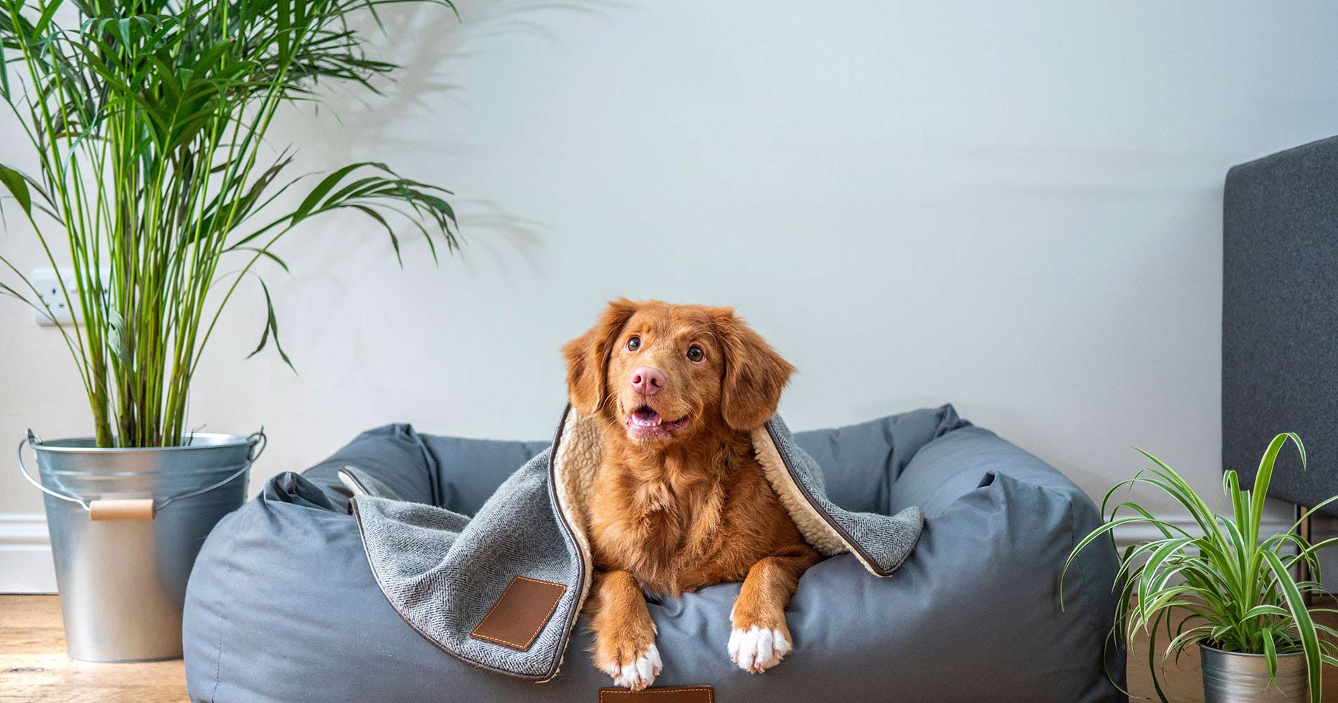 Tailr: Give your Pet a Voice